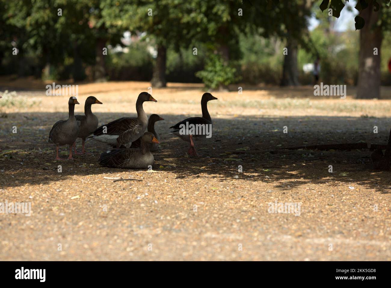 Geese are seen in the shade in a park in Ilford, East London Stock ...