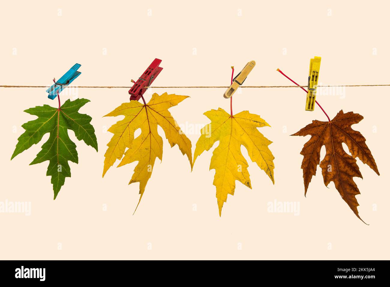 Autumn colored leaves on a string as symbol of time passing by Stock ...