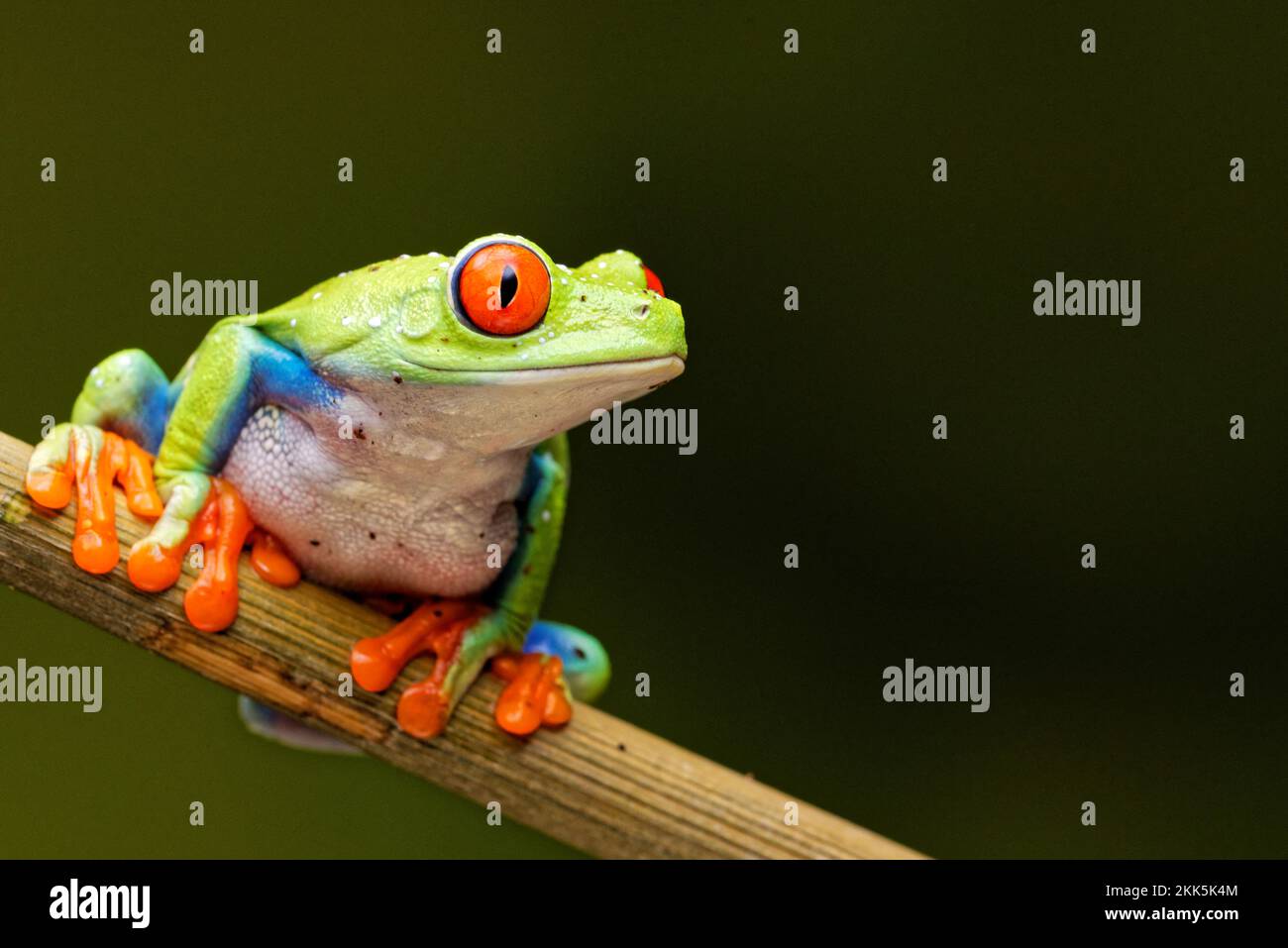 Cute red eyed tree frog Stock Photo - Alamy