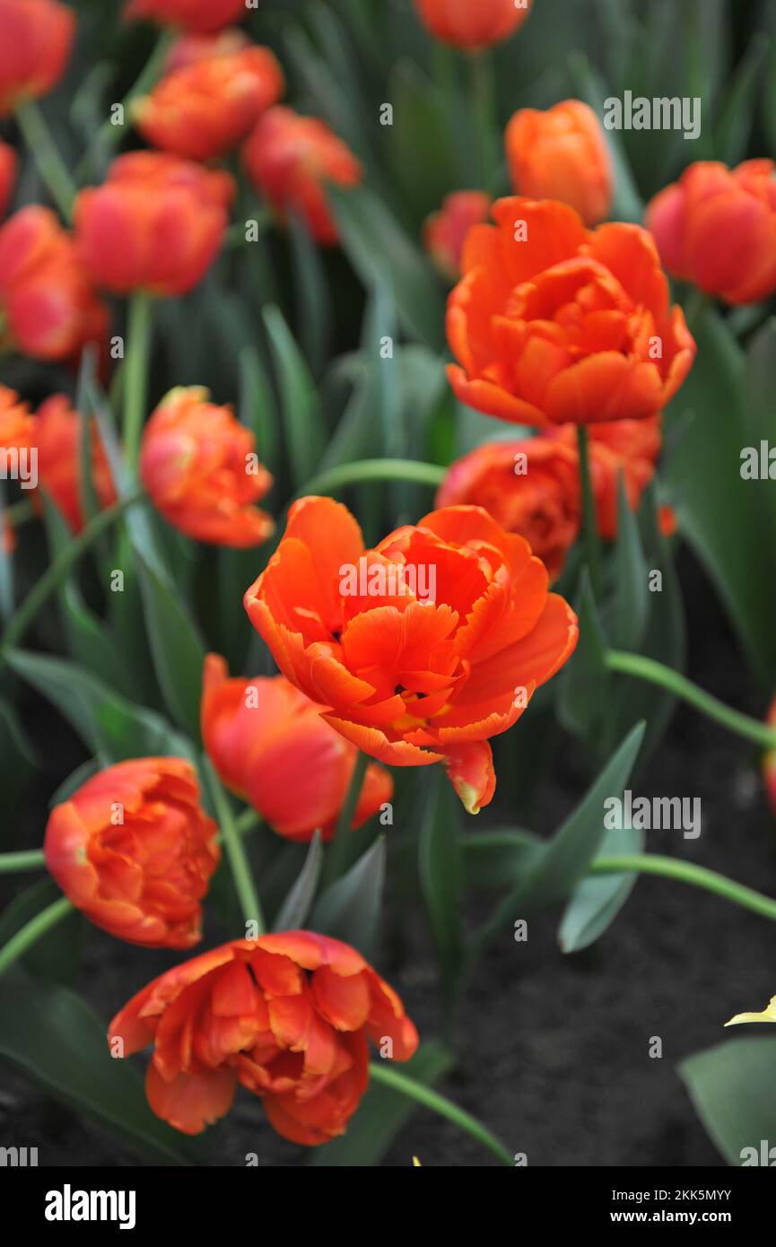 Orange peony-flowered Double Late tulips (Tulipa) Icoon bloom in a ...