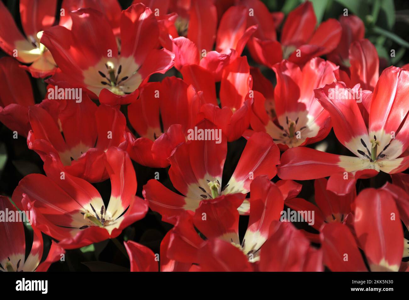 Red and white Triumph tulips (Tulipa) Trinity bloom in a garden in April Stock Photo - Alamy