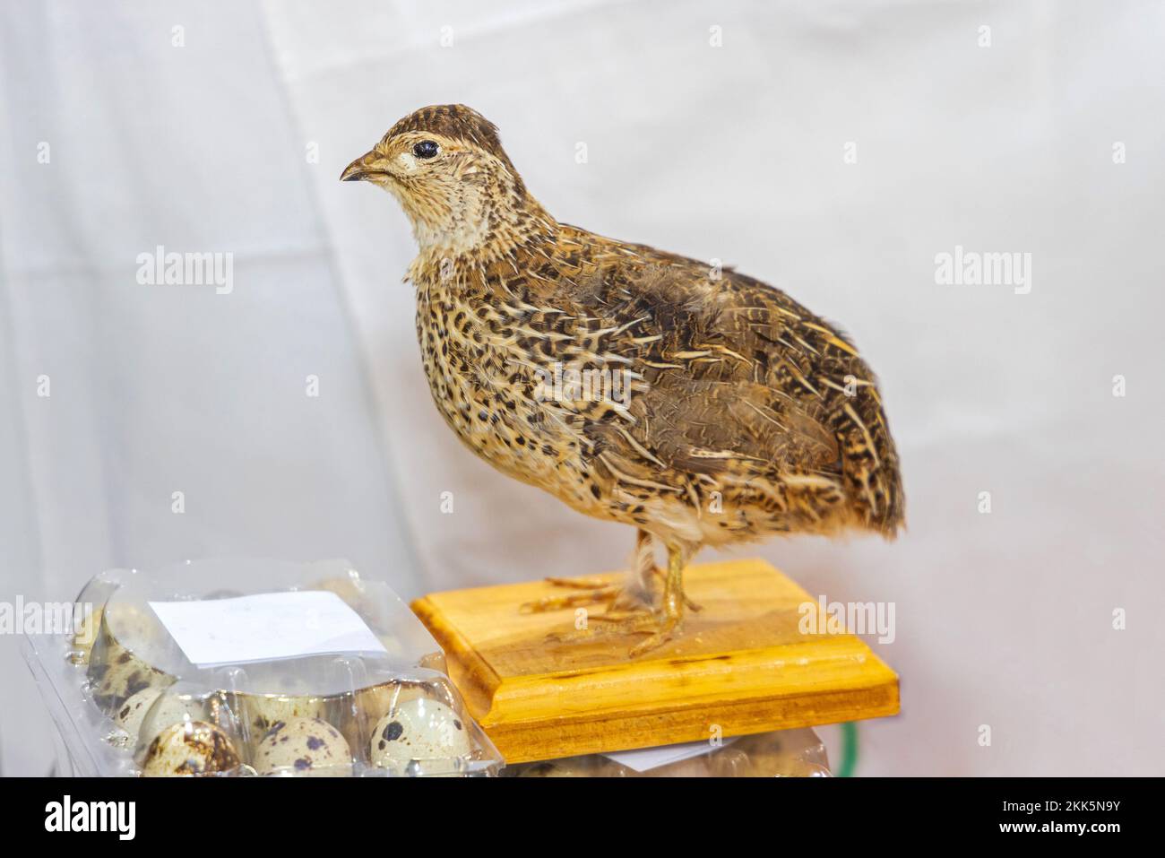 Japanese Quail Bird Taxidermy at Wooden Base Stock Photo - Alamy