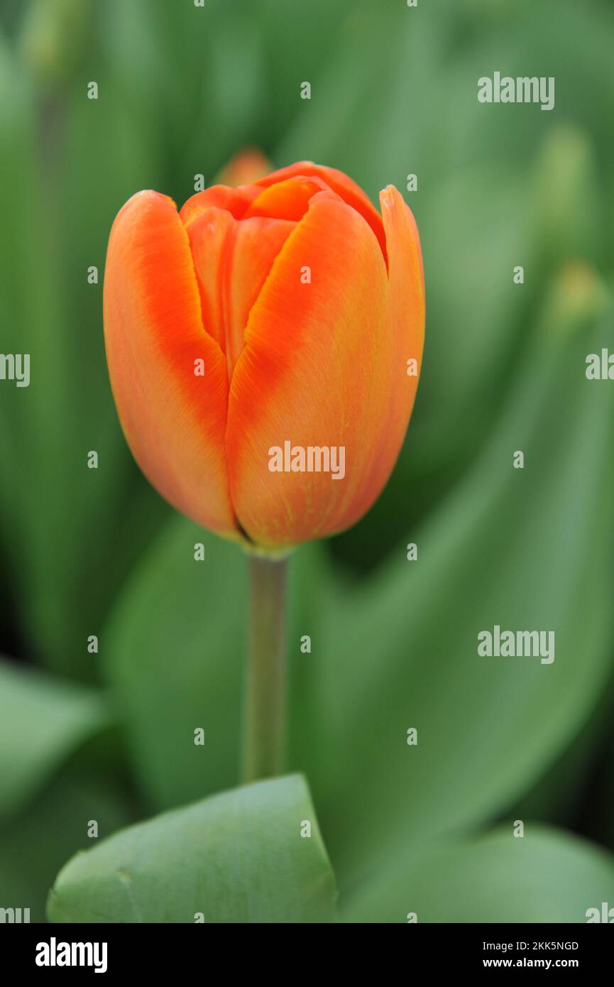 Orange Darwin Hybrid tulips (Tulipa) Triple A bloom in a garden in ...