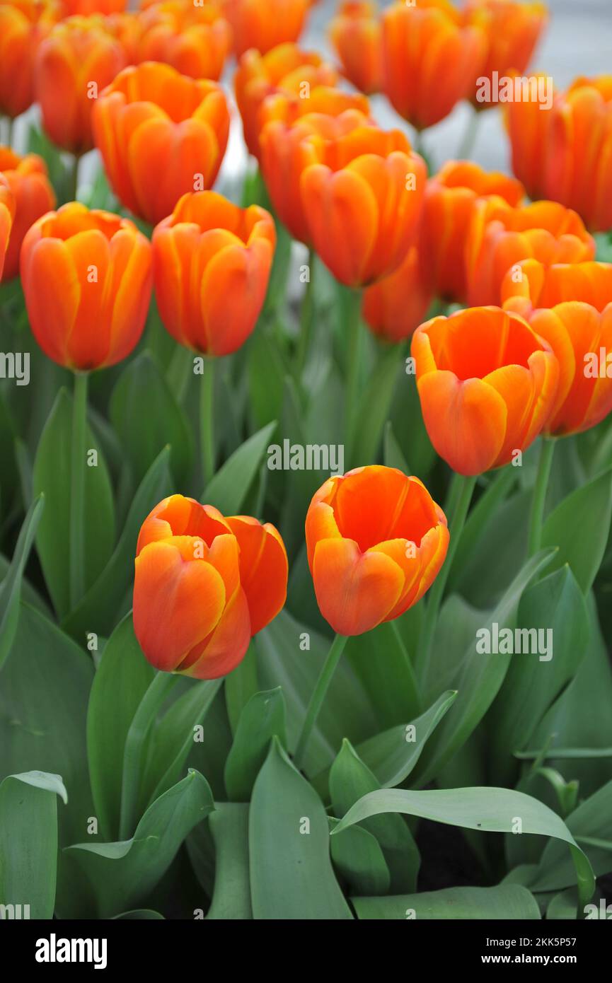 Orange Darwin Hybrid tulips (Tulipa) Triple A bloom in a garden in ...