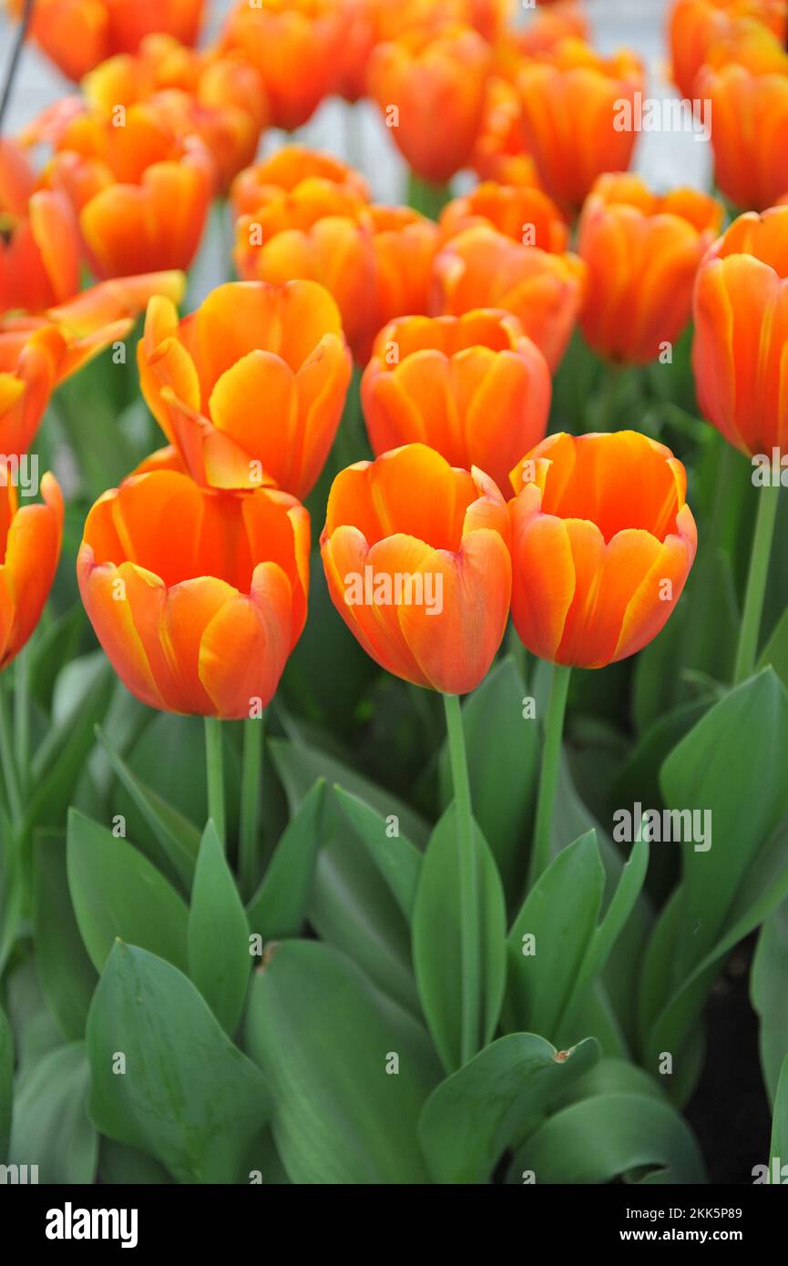 Orange Darwin Hybrid tulips (Tulipa) Triple A bloom in a garden in ...
