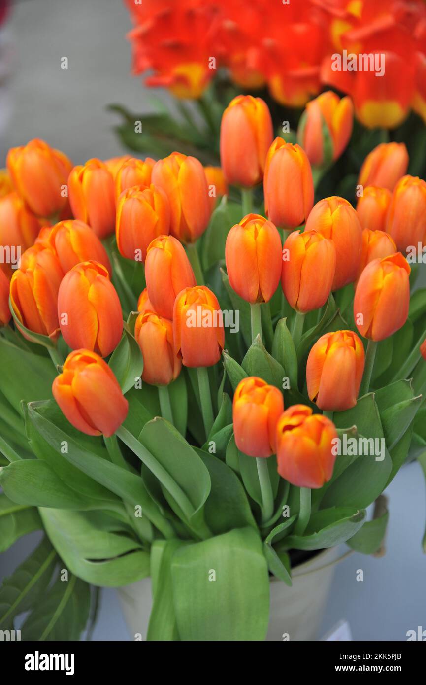 A bouquet of orange Darwin Hybrid tulips (Tulipa) Triple A in a garden ...