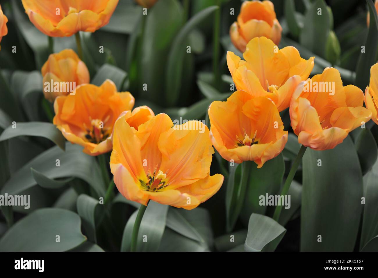 Orange-yellow Darwin Hybrid tulips (Tulipa) Tropical Impression bloom ...