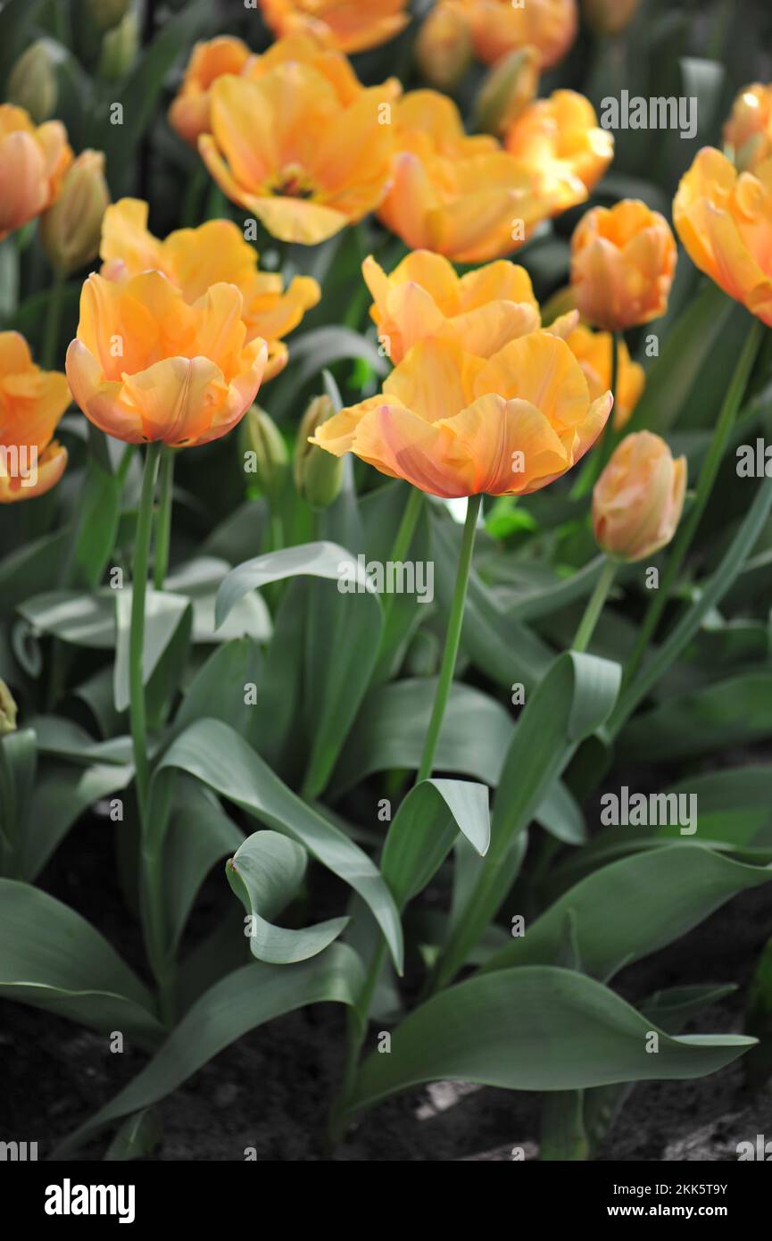 Orange-yellow Darwin Hybrid tulips (Tulipa) Tropical Impression bloom ...