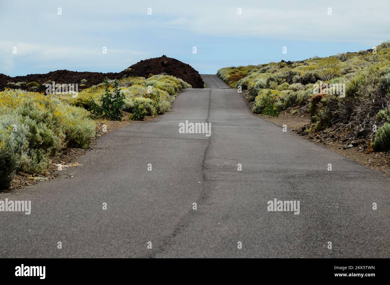 An asphalt pathway surrounded by green desert plants under the cloudy ...