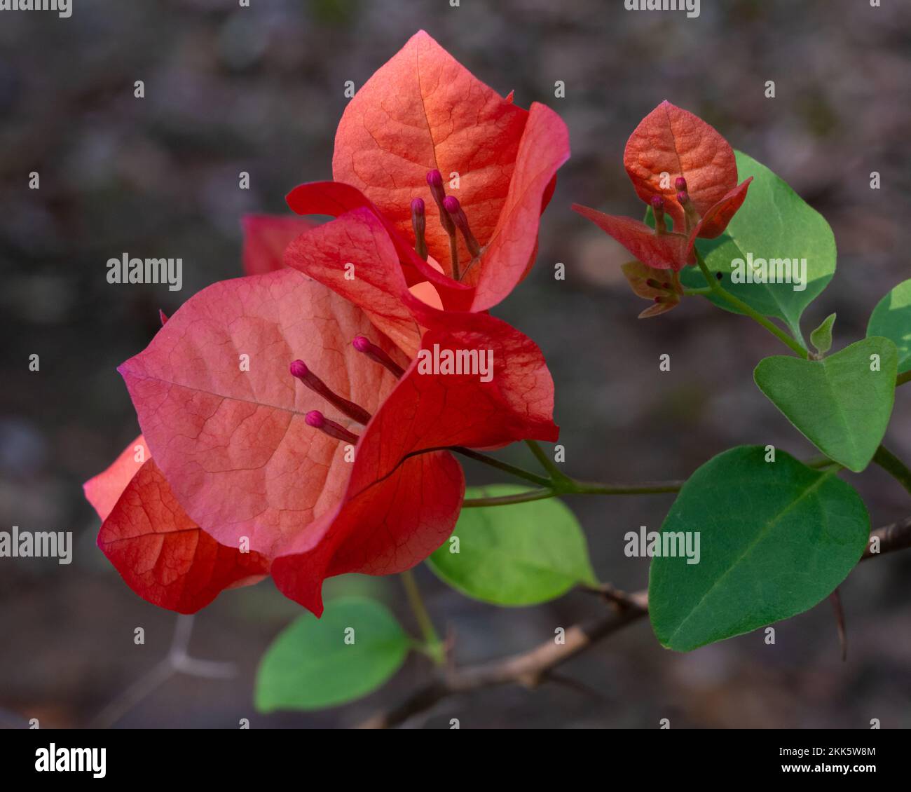 Closeup view of colorful bright orange bracts and purple flowers of ...