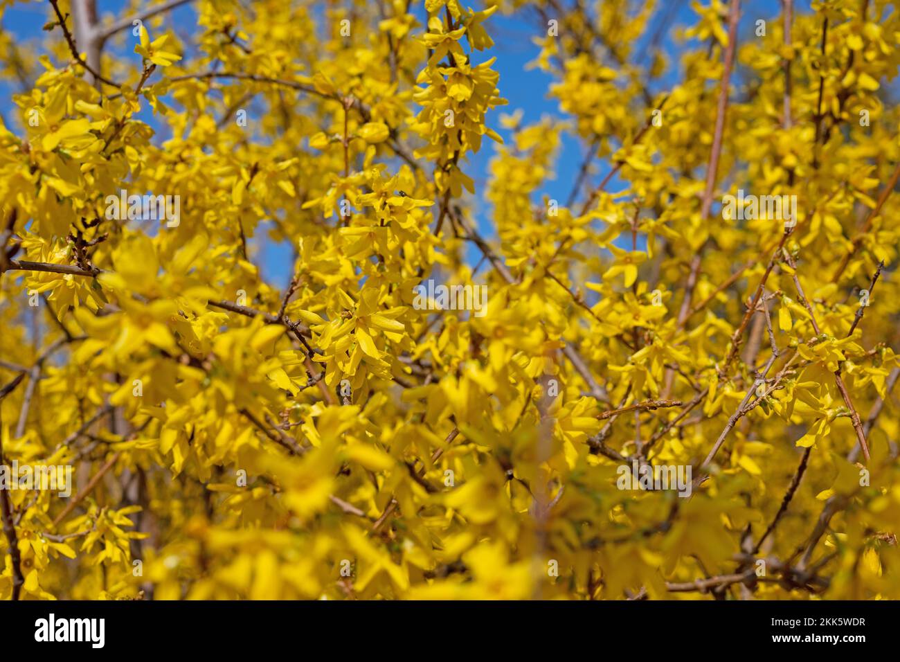 Flowering forsythia in spring Stock Photo - Alamy