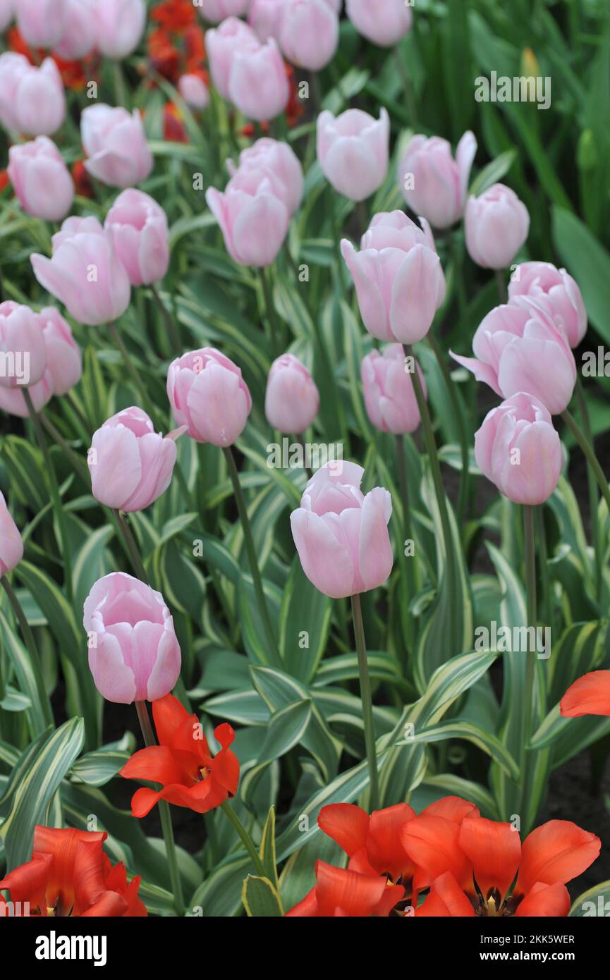 Pink and white Triumph tulips (Tulipa) Tropical Lady with variegated ...