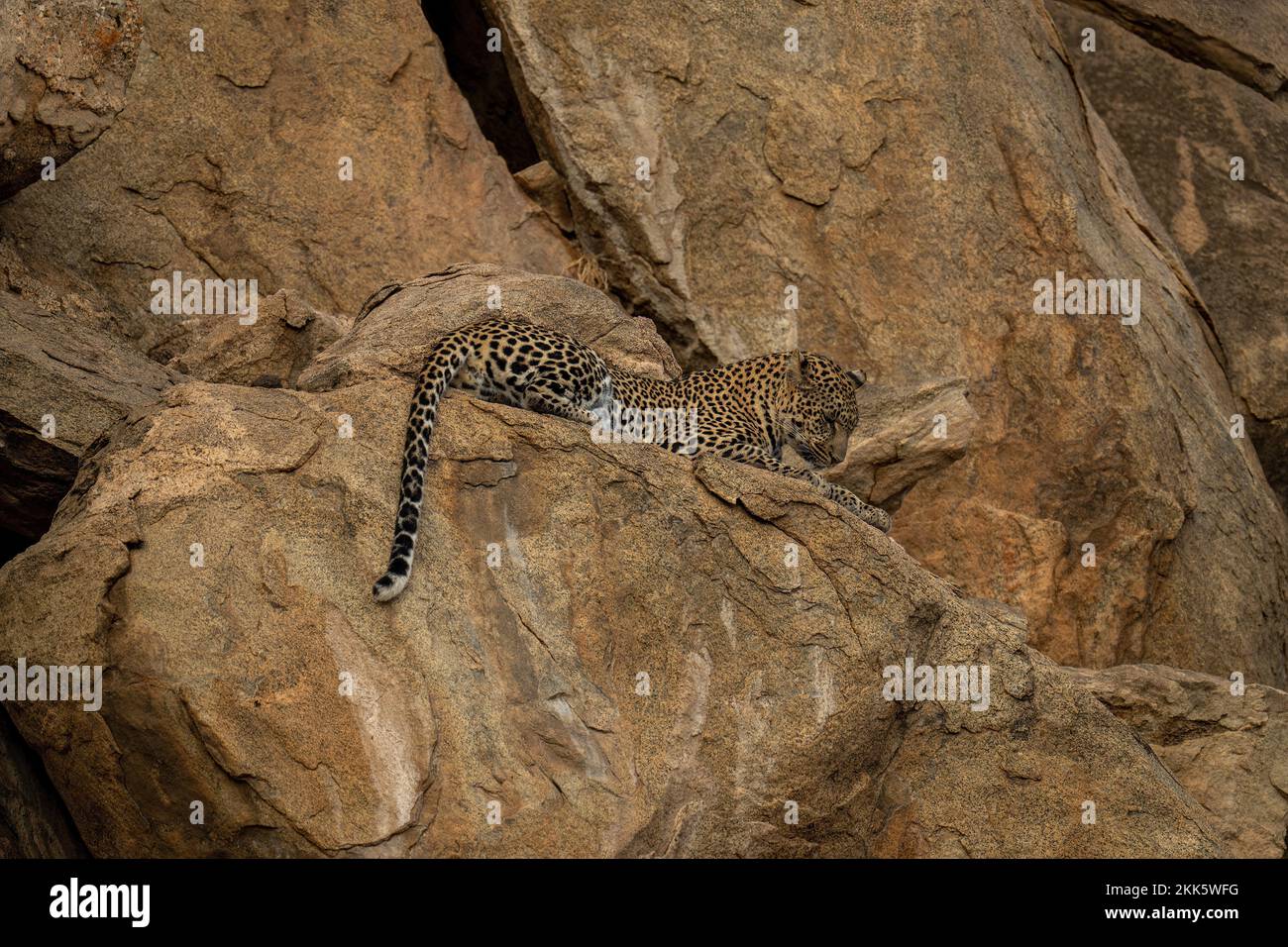 Leopard lying on rocky ledge staring below Stock Photo - Alamy