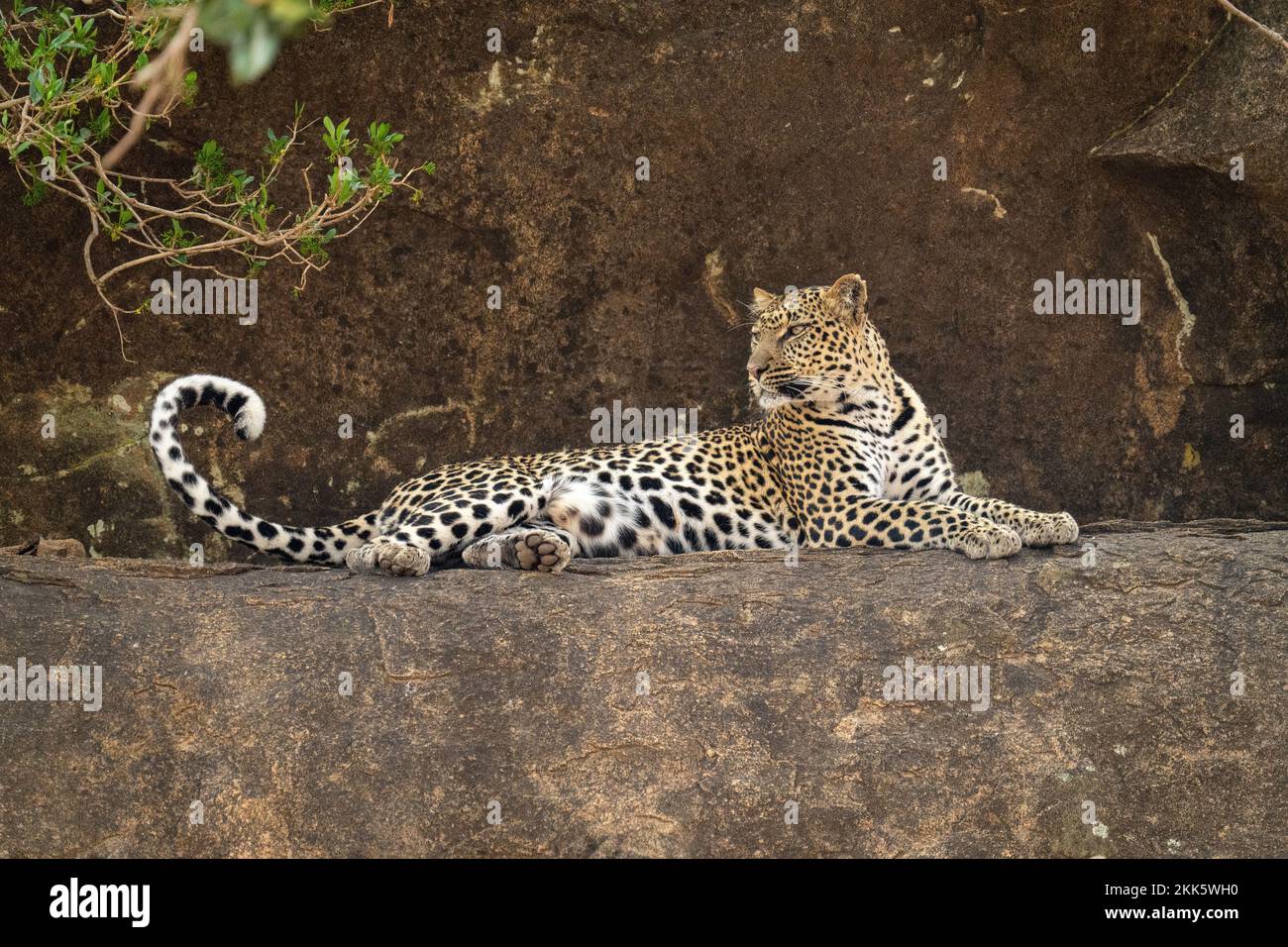 Leopard lying on rocky ledge looking round Stock Photo - Alamy