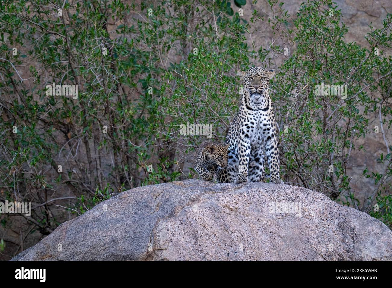 Panthera pardus cub rock hi-res stock photography and images - Alamy