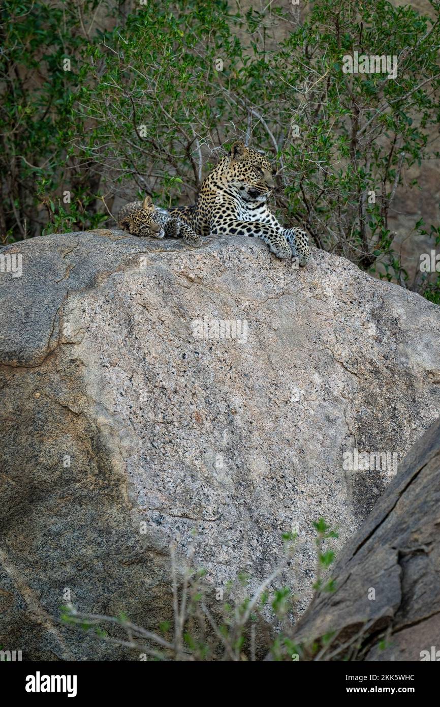 Leopard lying on shady boulder with cub Stock Photo - Alamy