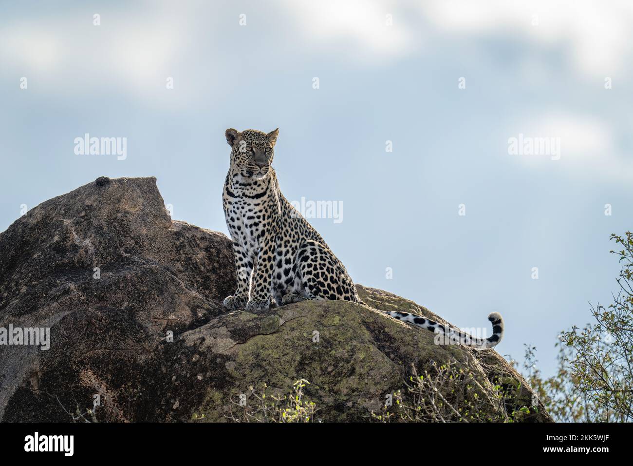 Leopard sitting on rock under blue sky Stock Photo - Alamy