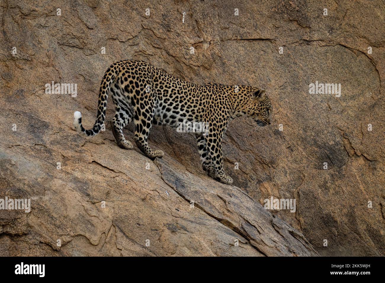 Leopard standing on steep rock looking down Stock Photo - Alamy