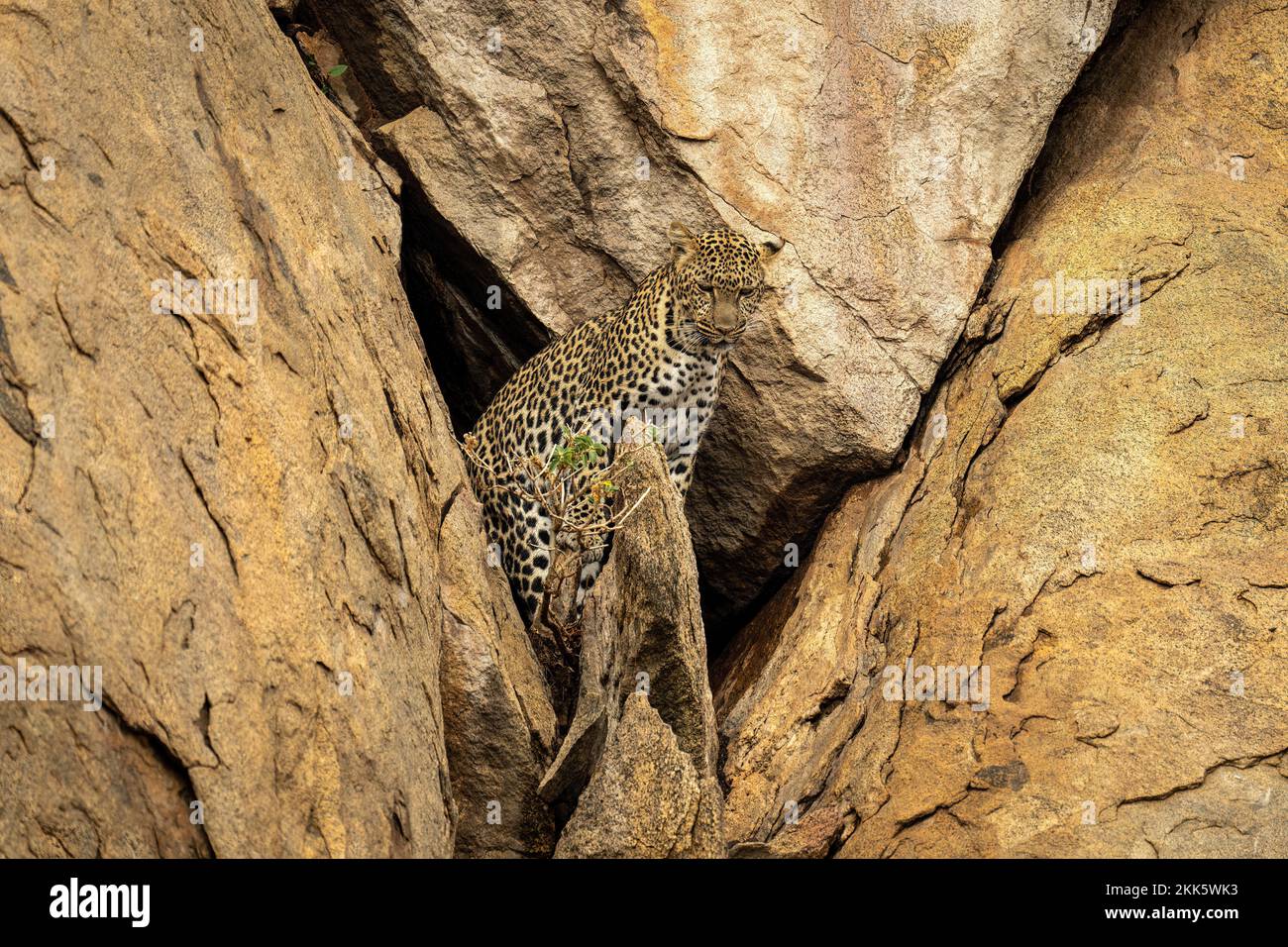 Leopard stands by cave mouth looking down Stock Photo - Alamy
