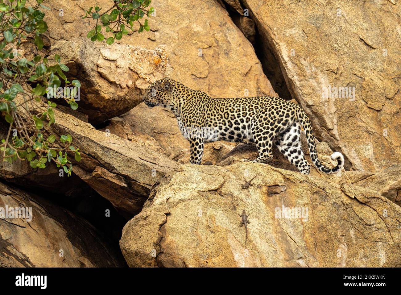 Leopard stands on rocky ledge near lizards Stock Photo - Alamy