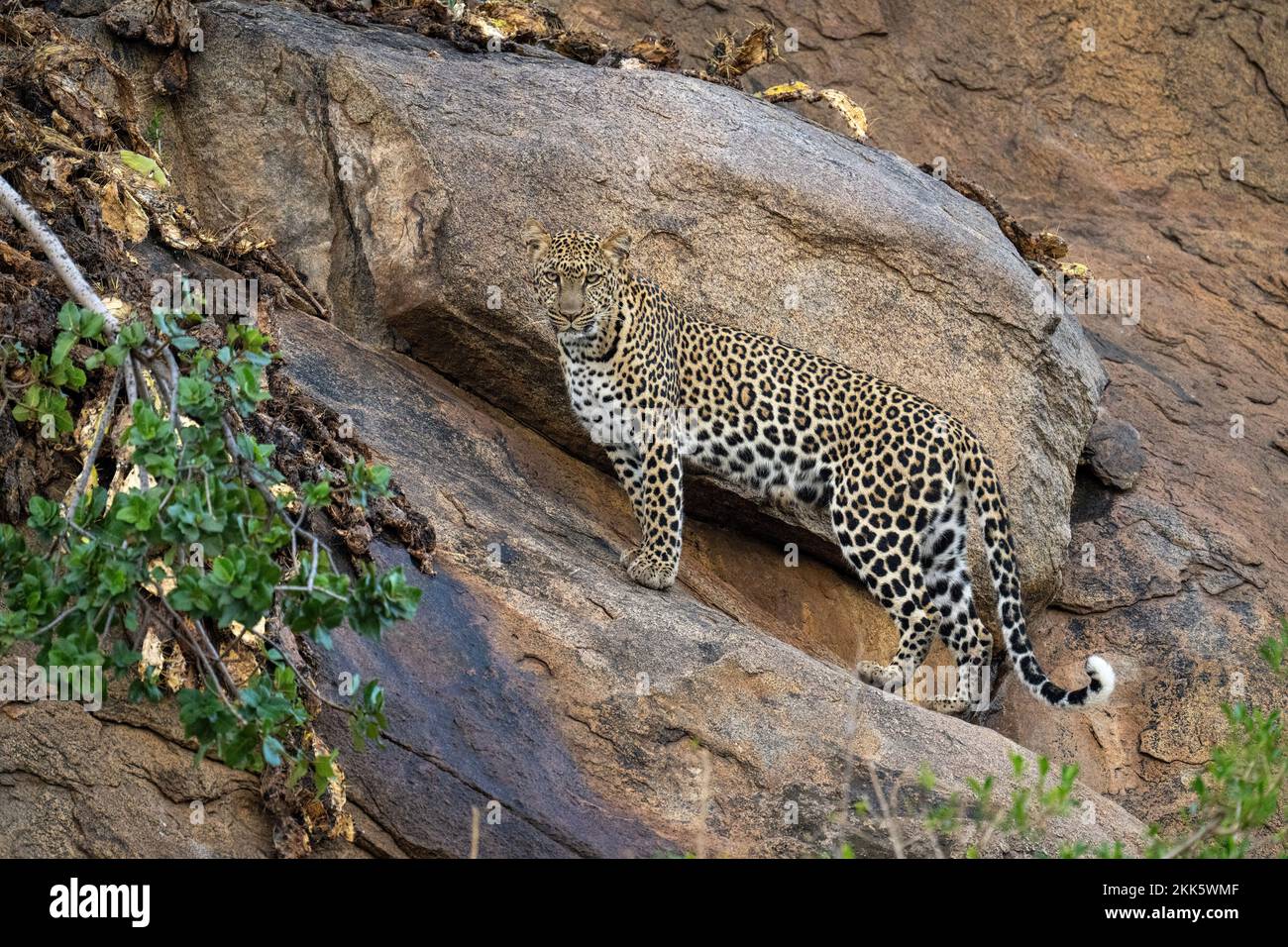 Leopard stands on sloping rock looking down Stock Photo - Alamy