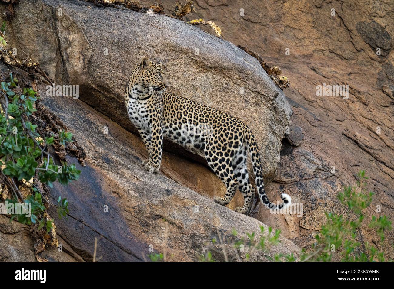 Leopard stands on sloping rock looking back Stock Photo - Alamy