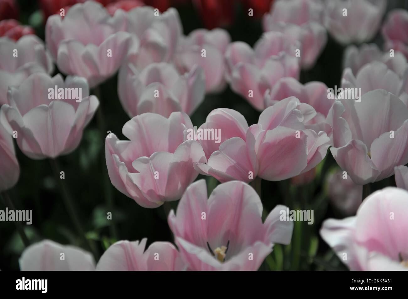 Pink and white Triumph tulips (Tulipa) Tropical Lady with variegated ...