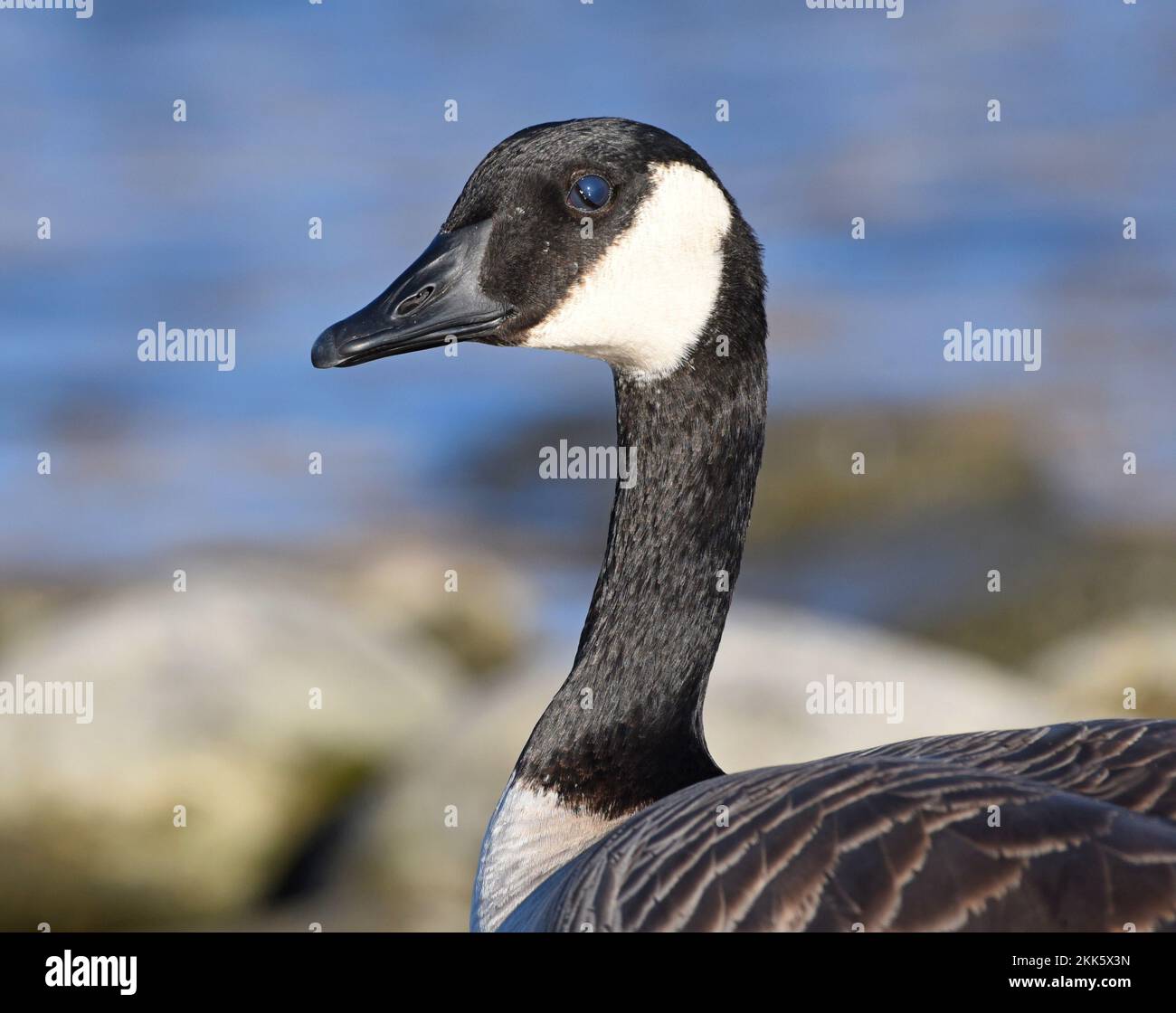 Special needs goose hi-res stock photography and images - Alamy