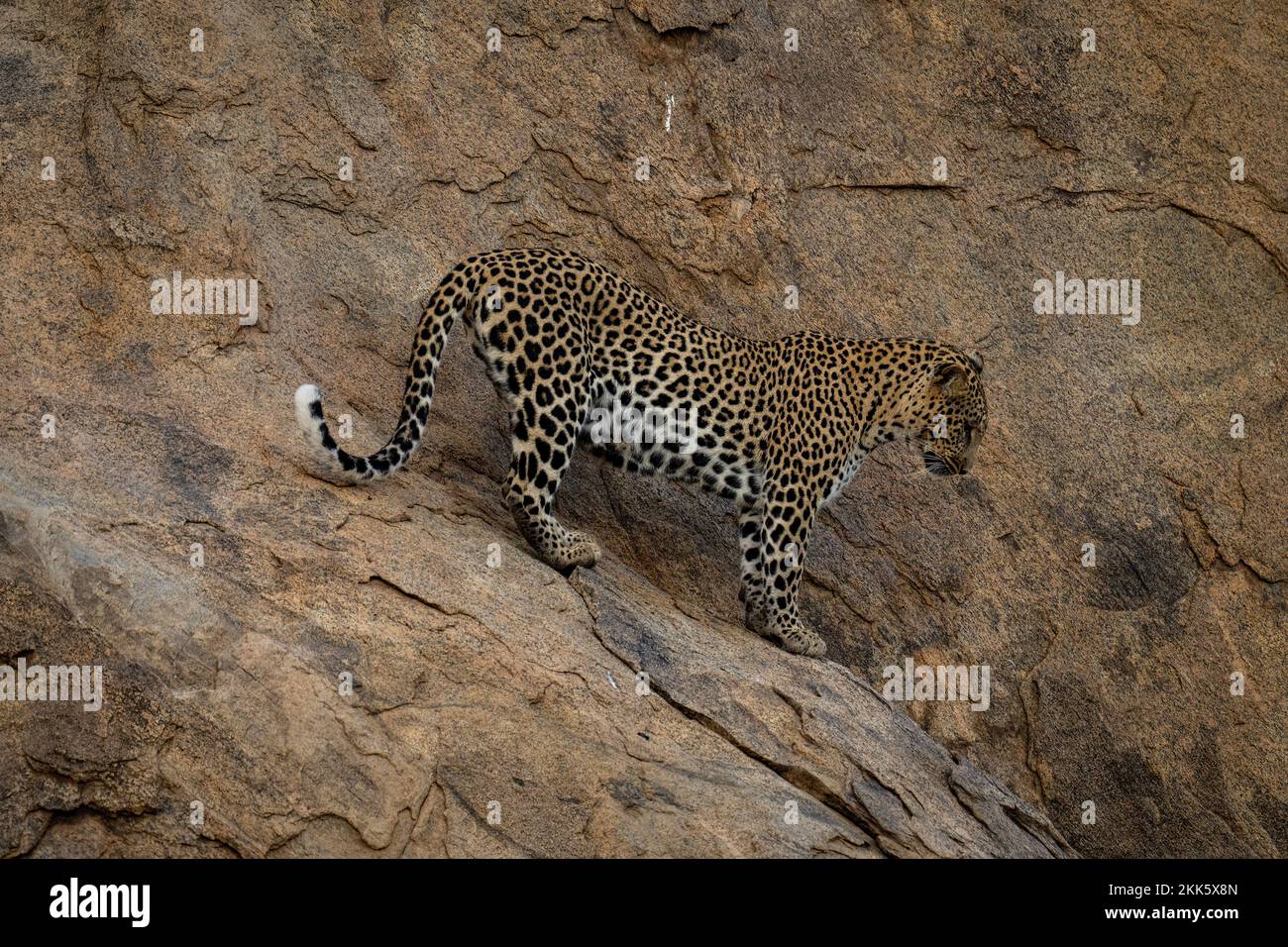 Leopard stands on steep rock in profile Stock Photo - Alamy