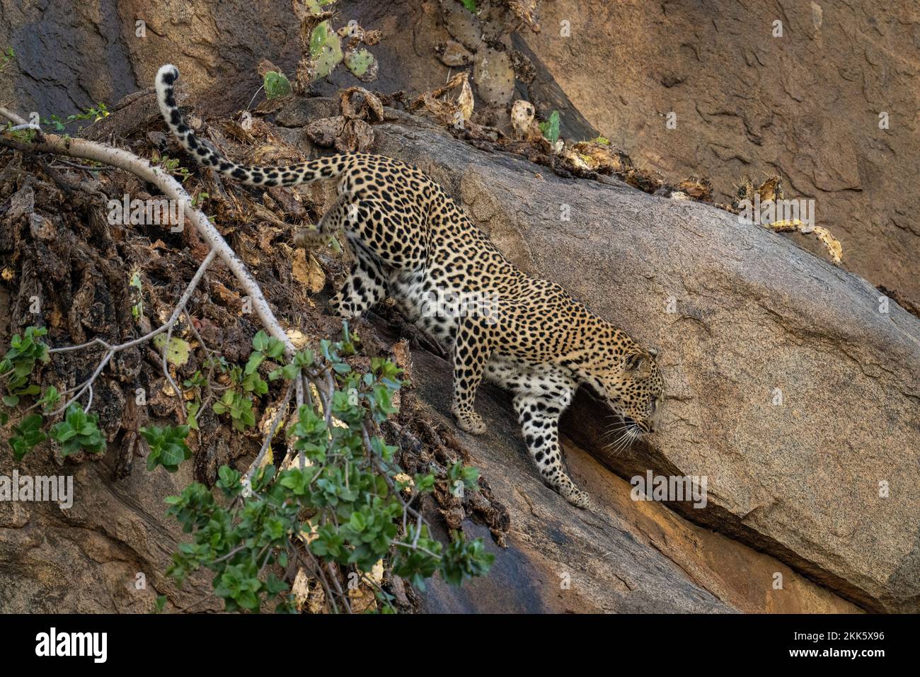 Leopard stands on steep rock looking below Stock Photo - Alamy