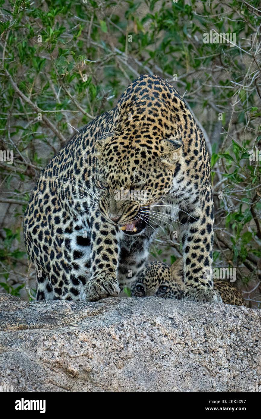 Leopard stands snarling on rock near cub Stock Photo - Alamy
