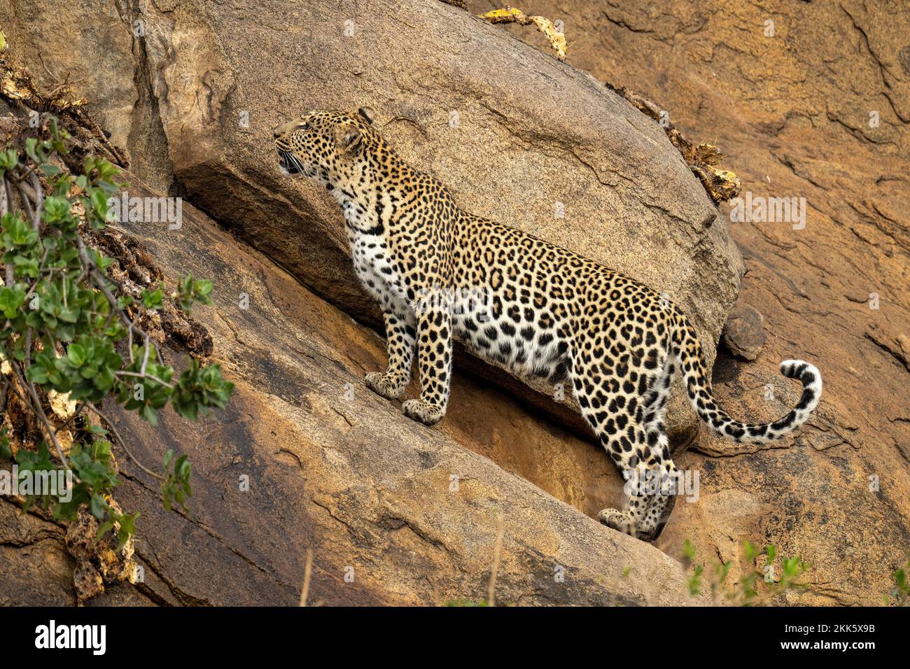 Leopard stands on steep rockface looking up Stock Photo - Alamy