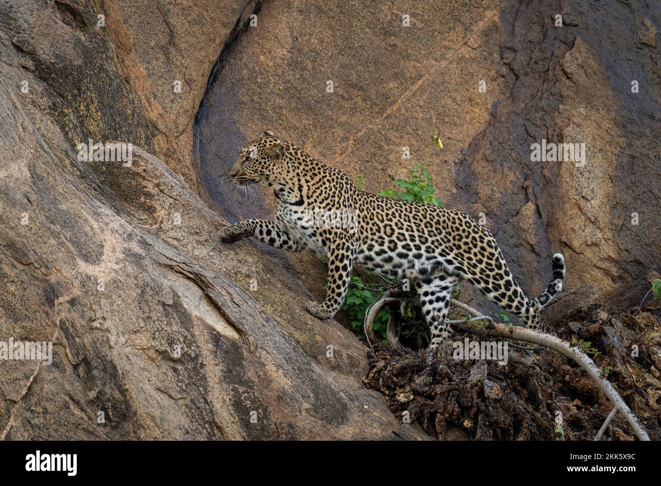 Leopard stepping over branch with lifted paw Stock Photo - Alamy