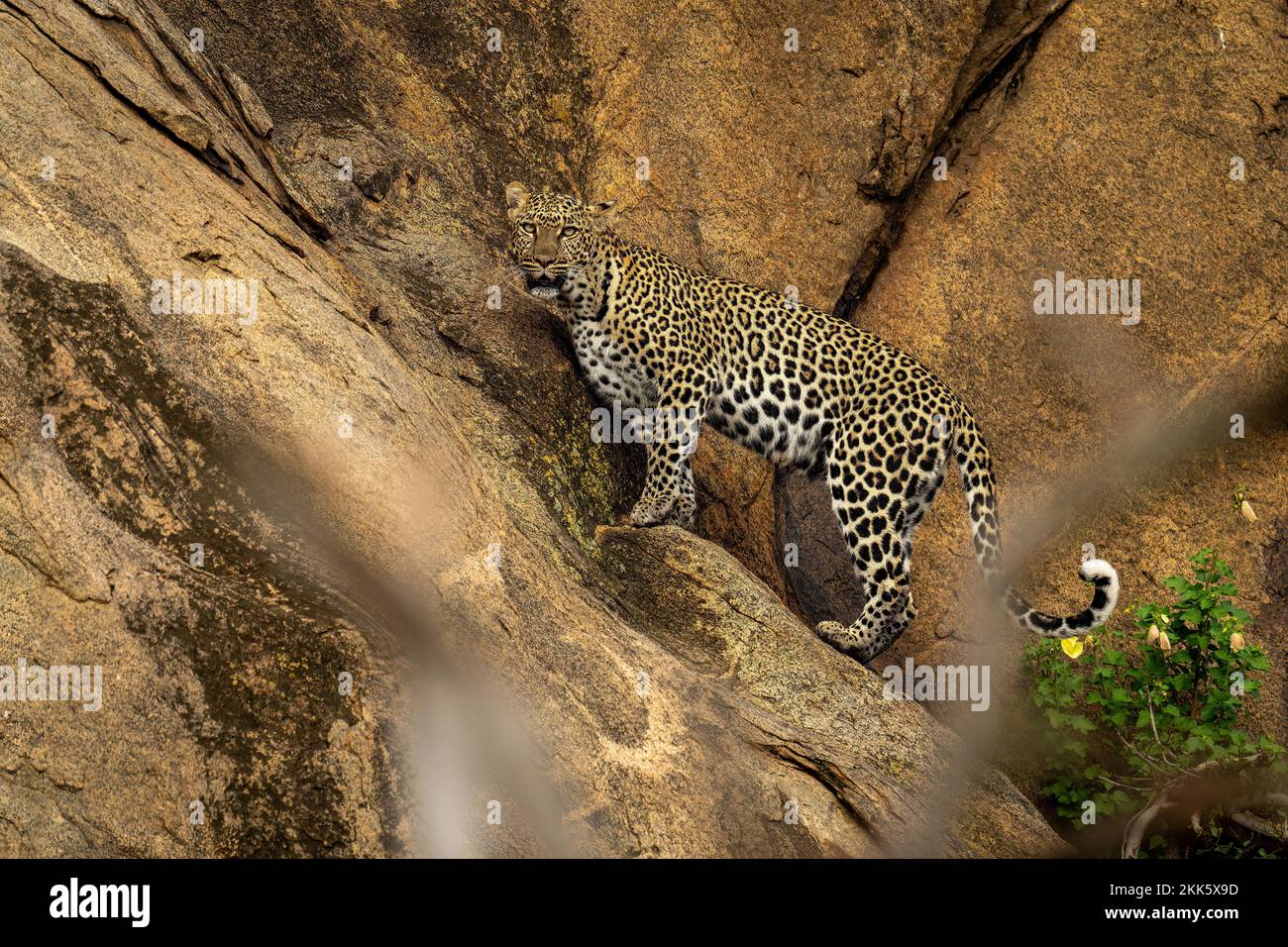 Leopard stands watching camera hi-res stock photography and images - Alamy