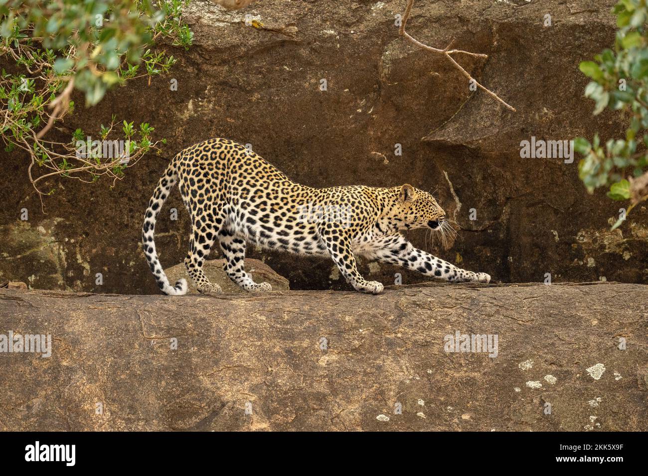 Leopard starts to stretch on rocky ledge Stock Photo - Alamy