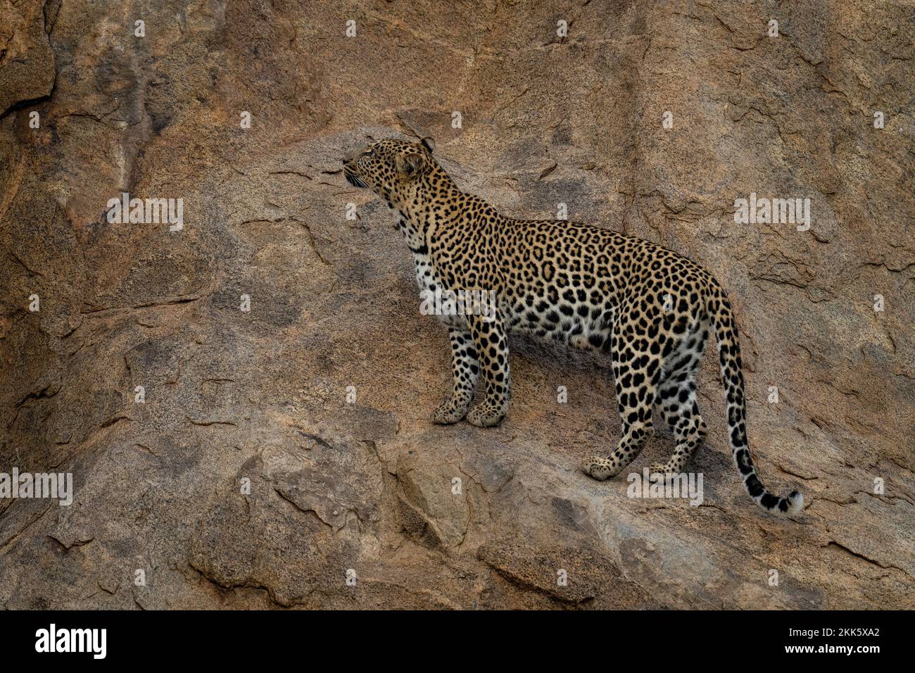 Leopard stands on steep rock looking up Stock Photo - Alamy