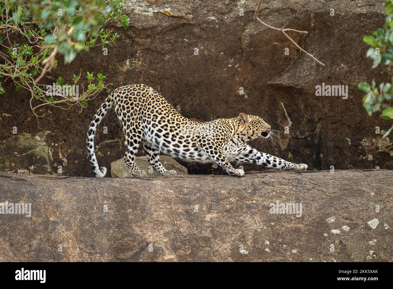 Leopard stretches out with forepaw on ledge Stock Photo - Alamy