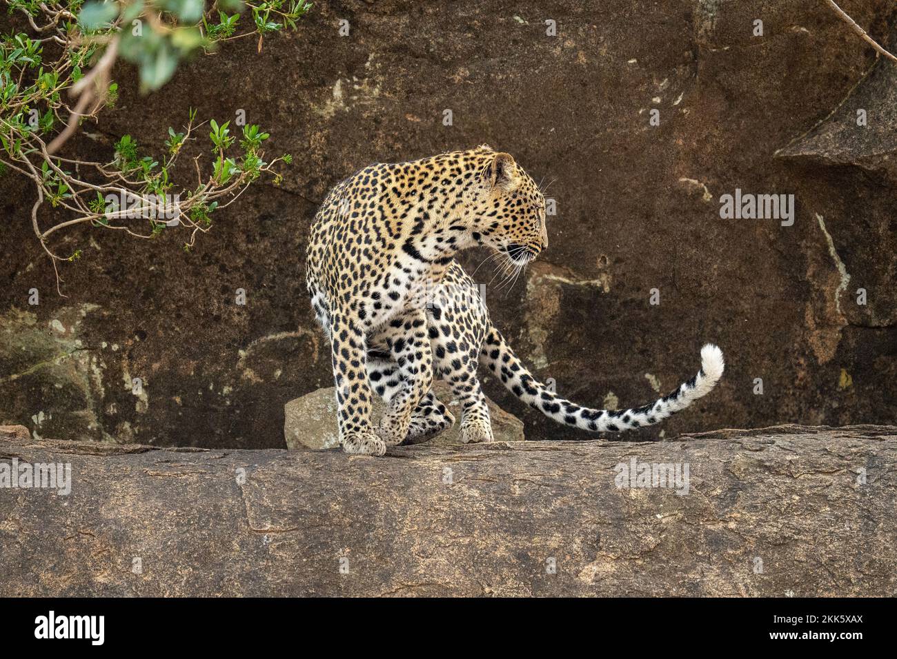 Leopard turns on rocky ledge beside bush Stock Photo - Alamy