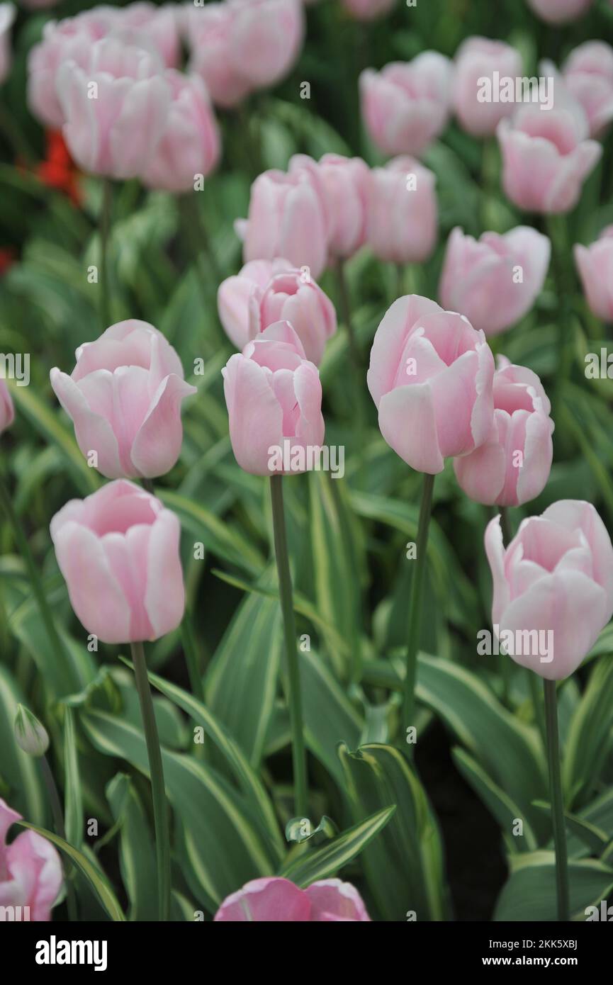 Pink and white Triumph tulips (Tulipa) Tropical Lady with variegated ...