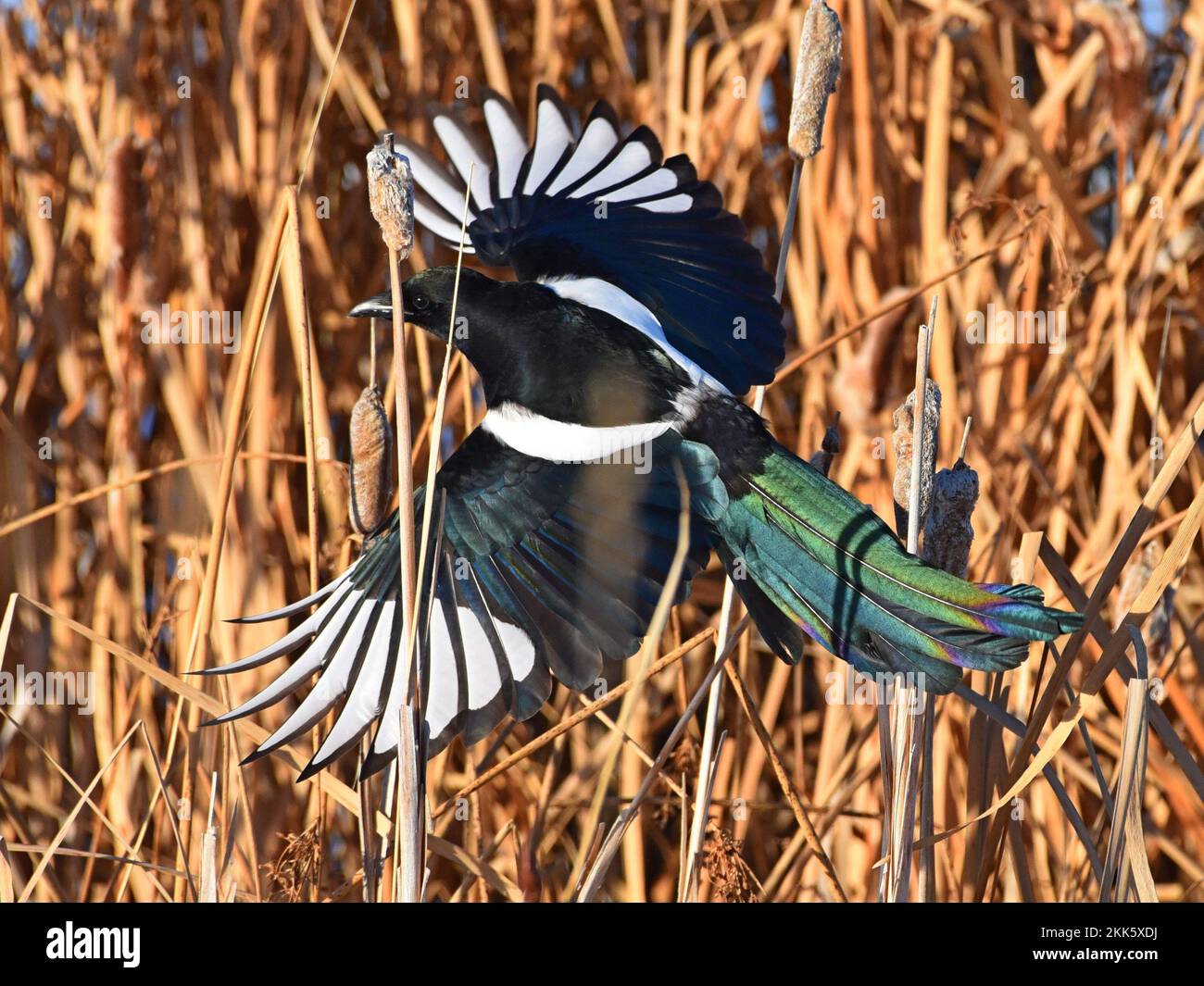 Flashing green light on blue hi-res stock photography and images - Alamy