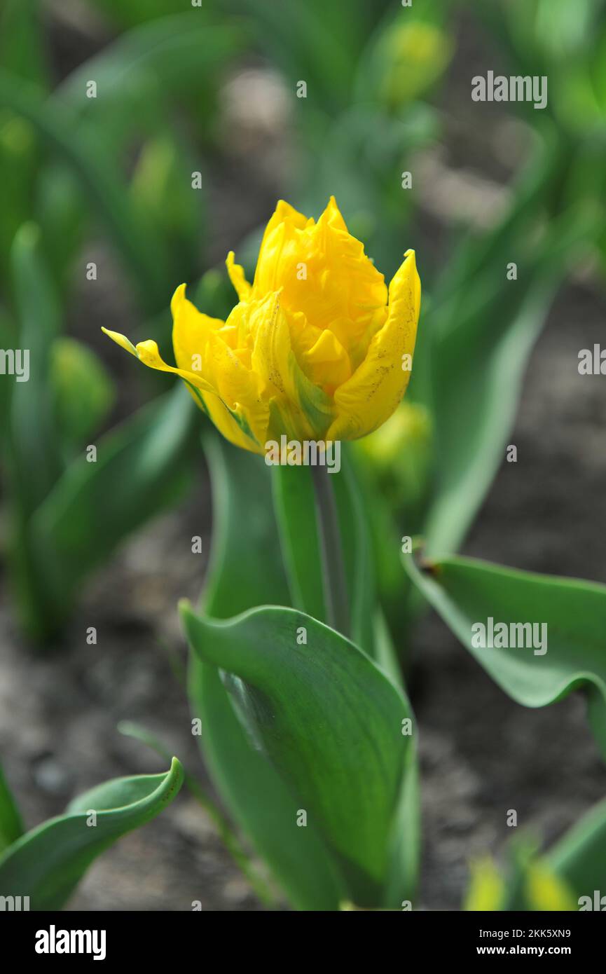 Yellow peony-flowered Double Late tulips (Tulipa) Tropical Wave bloom ...