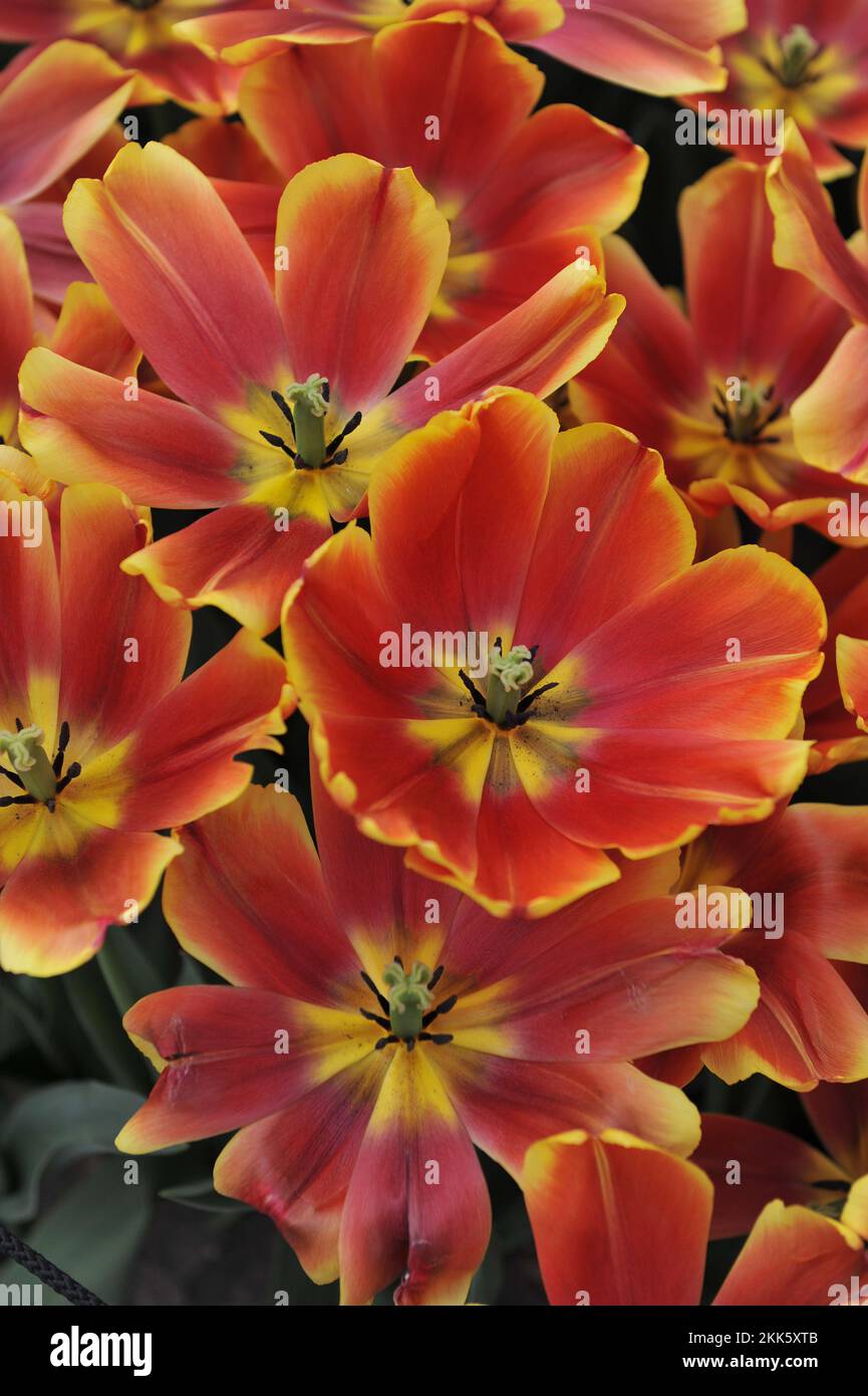 Red with yellow edges Triumph tulips (Tulipa) Tropicana bloom in a ...