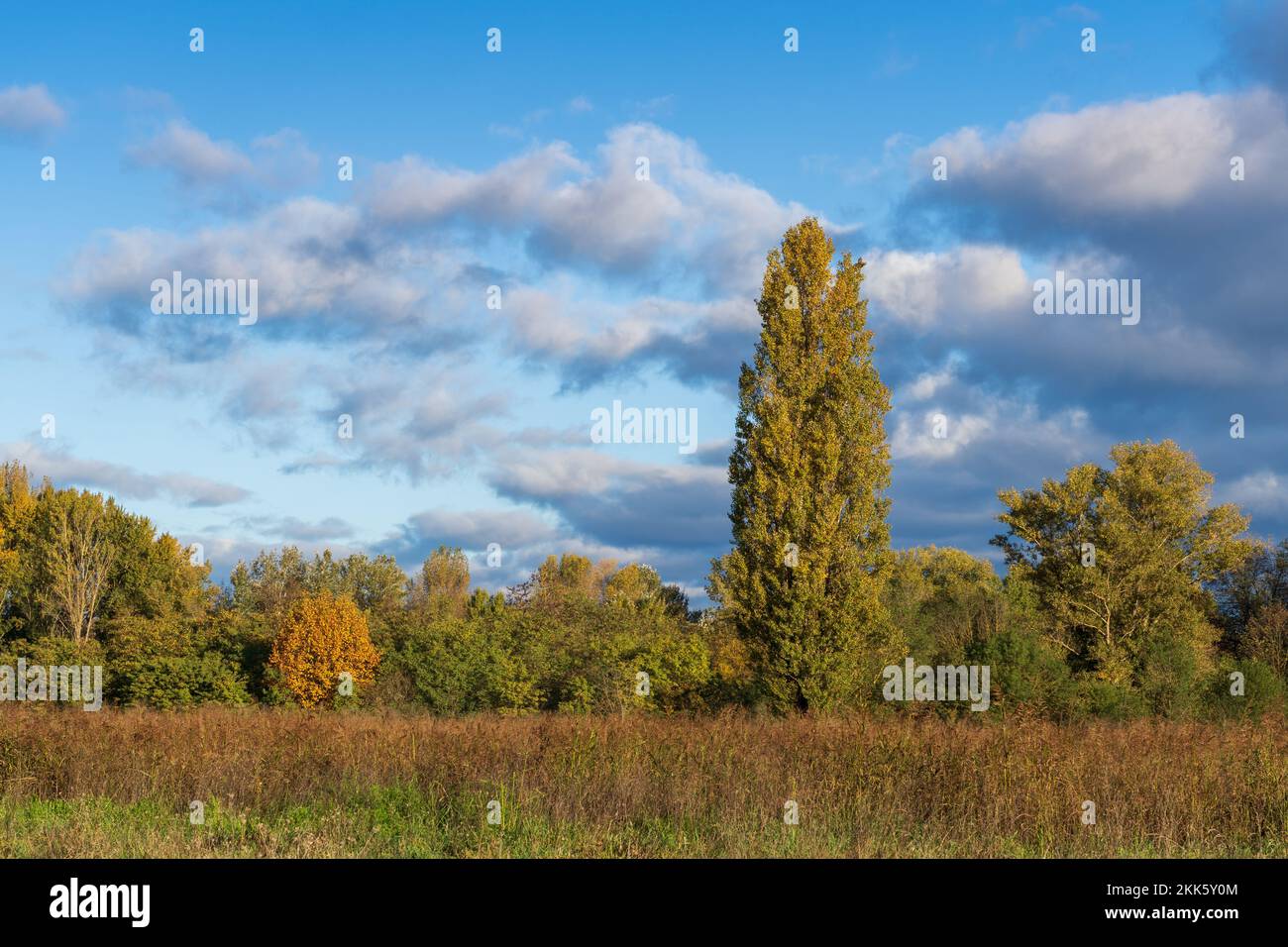Autumn morning rural landscape with row of trees with colorful foliage ...
