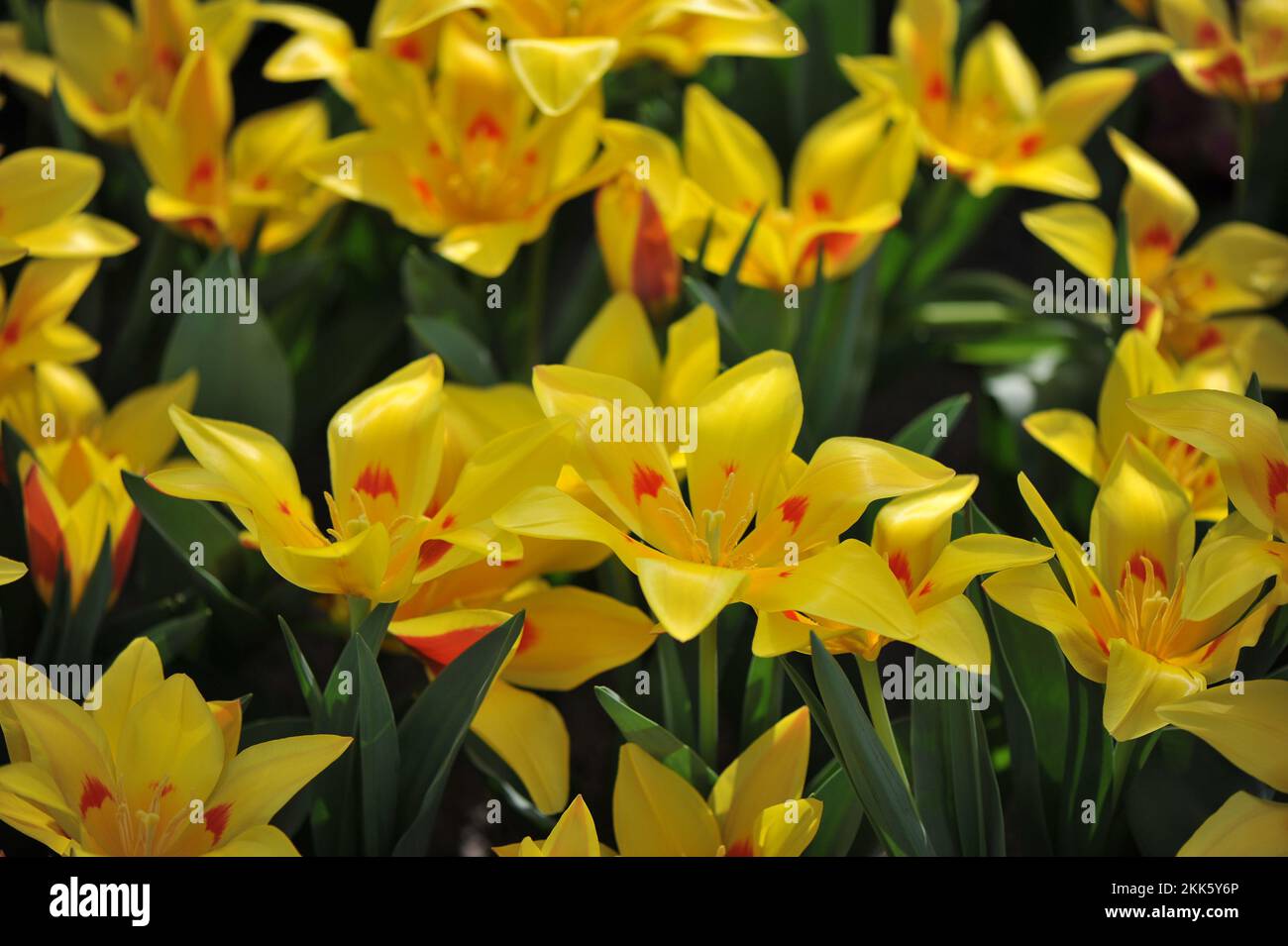 Yellow and red Miscellaneous Tschimgan mountain tulips (Tulipa ...