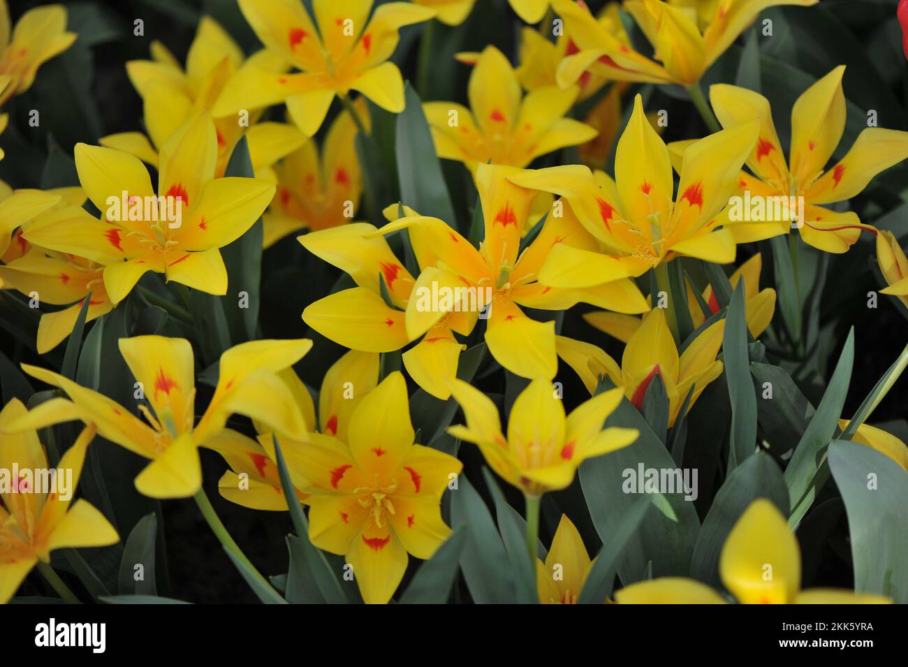Yellow and red Miscellaneous Tschimgan mountain tulips (Tulipa ...