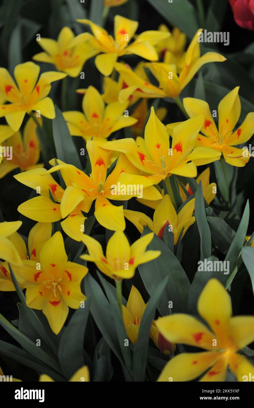 Yellow and red Miscellaneous Tschimgan mountain tulips (Tulipa ...