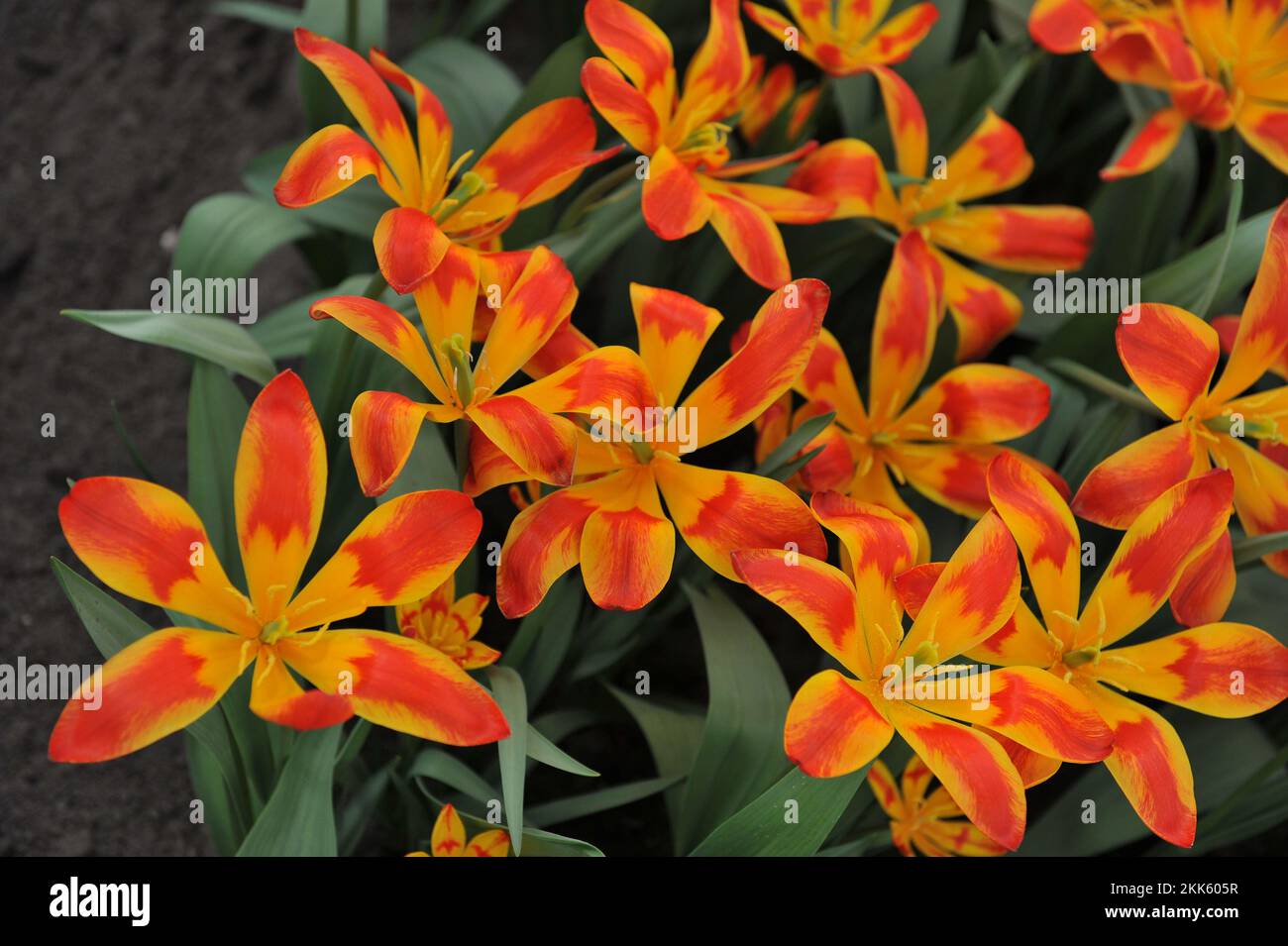 Red and yellow Miscellaneous Tschimgan mountain tulips (Tulipa ...