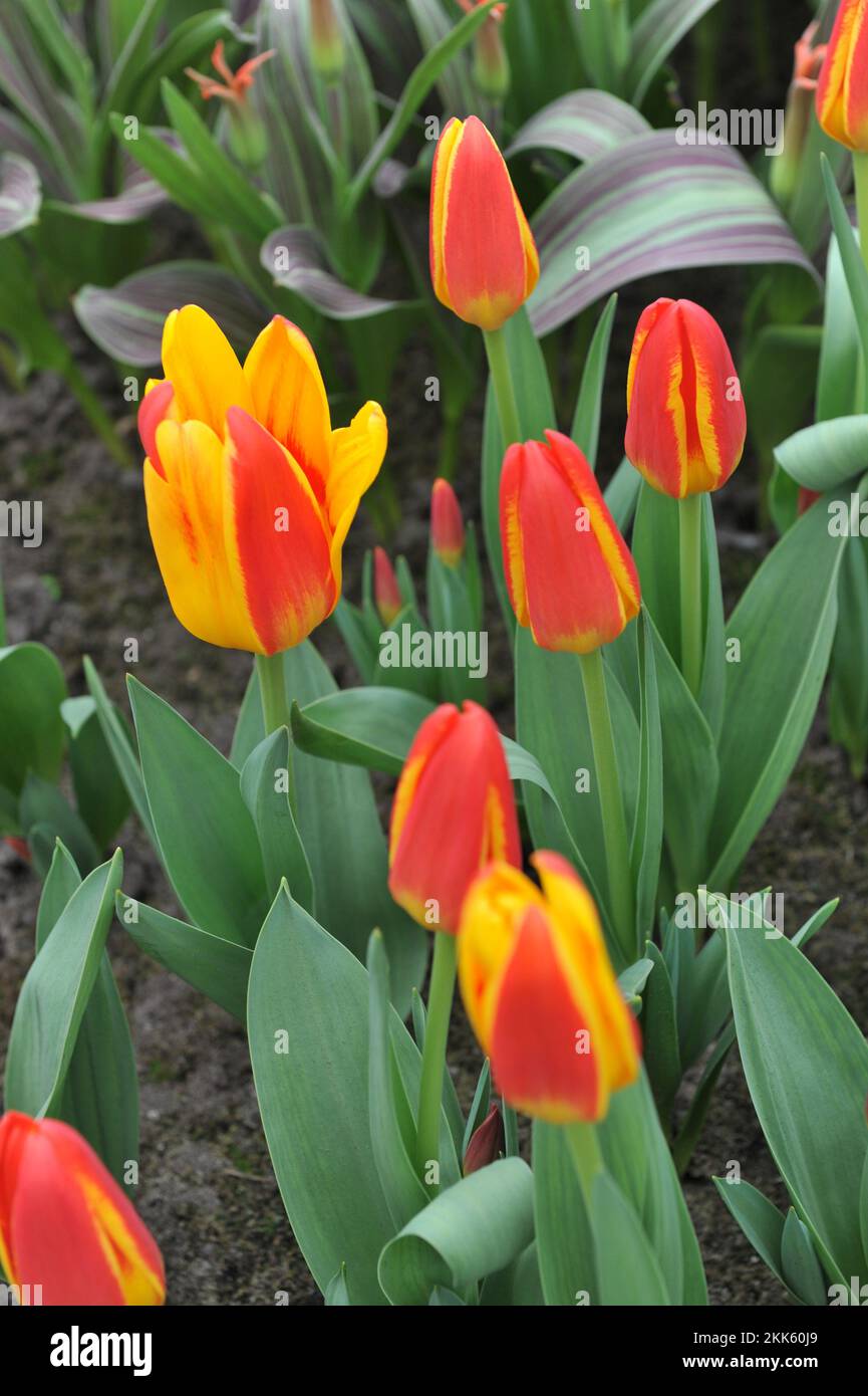 Red and yellow Miscellaneous Tschimgan mountain tulips (Tulipa ...