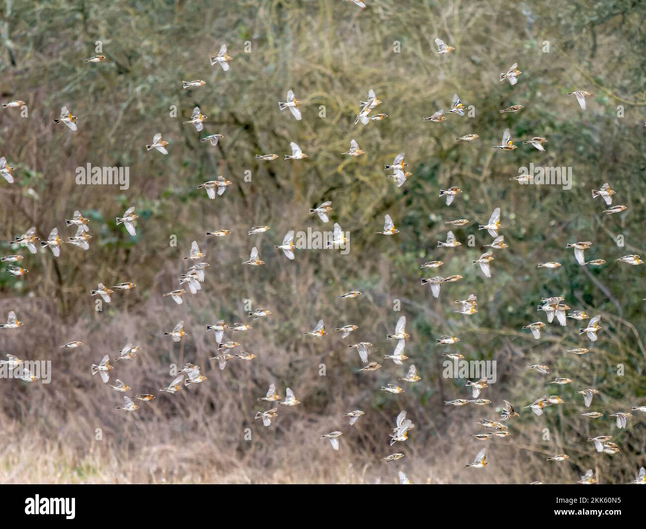 Flock of Brambling in Flight Stock Photo - Alamy