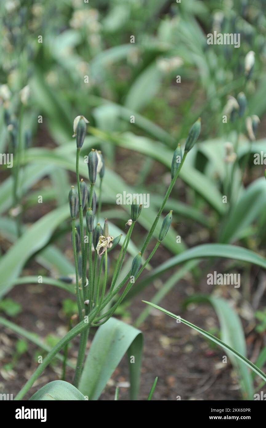 Green seedheads of multi-flowered Miscellaneous Turkestan tulips ...